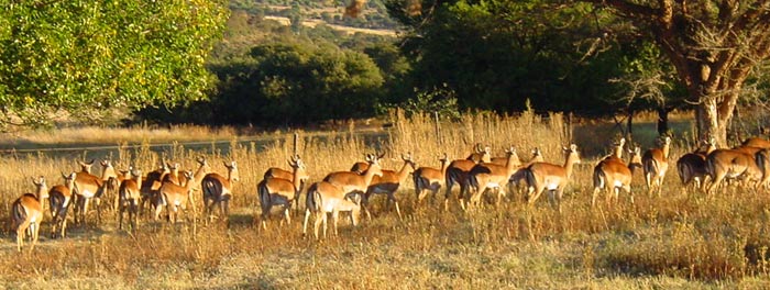 Suikerbos - Nature Resort and Hiking Trails...